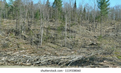 Devastated Forest Quebec Stock Photo 1119338060 | Shutterstock