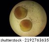 56+ Thousand Embryo Royalty-Free Images, Stock Photos & Pictures ...