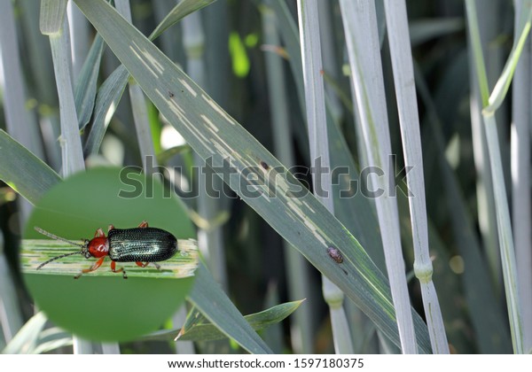 Developmental Stages Cereal Leaf Beetle Oulema Stock Photo (Edit Now ...
