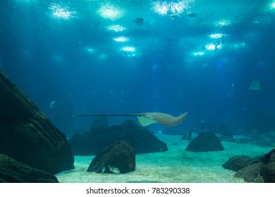 Devil Fish Inside Beautiful Blue Aquarium Stock Photo 783290338 ...