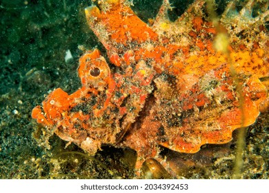 63 Spiny Devil Fish Images, Stock Photos & Vectors | Shutterstock