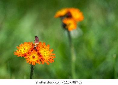 Devils Paint Brush Orange Hawkweed Flowers Stock Photo 1157789455 ...