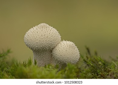 585 Devils snuff box Images, Stock Photos & Vectors | Shutterstock
