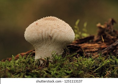 585 Devils snuff box Images, Stock Photos & Vectors | Shutterstock