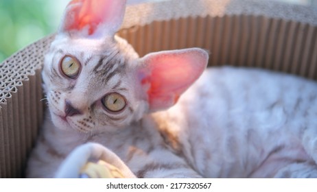 Devon Rex Cat Silver Mccarrel Tabby Stock Photo 2177320567 | Shutterstock