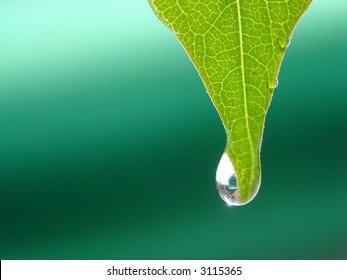 Dew Drop Falling Leaf Stock Photo 3115365 | Shutterstock