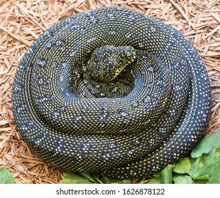 1,052 Diamond Python Images, Stock Photos & Vectors | Shutterstock