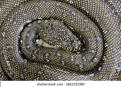 1,052 Diamond Python Images, Stock Photos & Vectors | Shutterstock