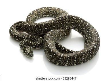 1,052 Diamond Python Images, Stock Photos & Vectors | Shutterstock