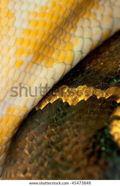 Diamond Python Morelia Spilota Skin Detail Stock Photo 45473848 ...