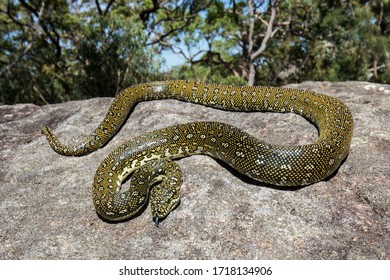 1,052 Diamond Python Images, Stock Photos & Vectors | Shutterstock