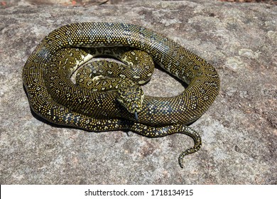 1,052 Diamond Python Images, Stock Photos & Vectors | Shutterstock