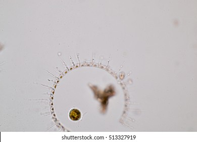 Diatom Under Microscope View Stock Photo 513327919 | Shutterstock