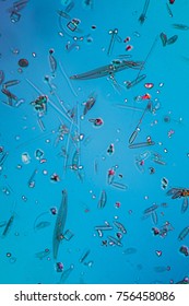 Diatomic Images, Stock Photos & Vectors | Shutterstock