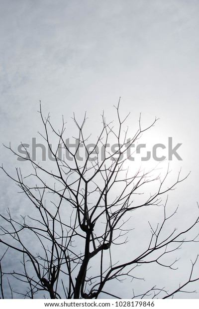 Dieing Tree Whote Background Stock Photo 1028179846 | Shutterstock