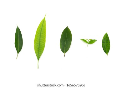 Difference Leaf Shape On White Background Stock Photo 1656575206 ...