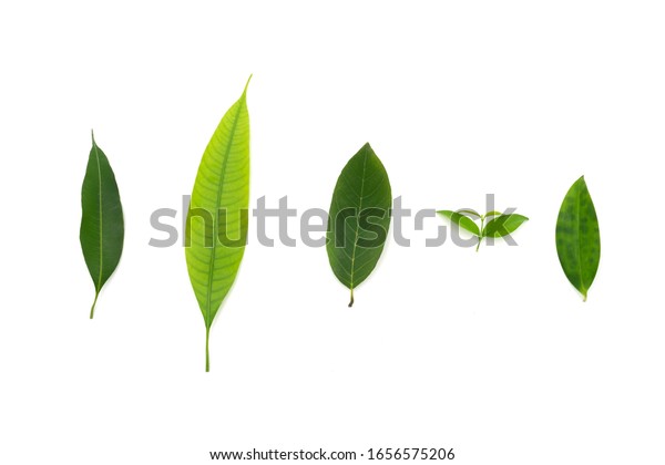 Difference Leaf Shape On White Background Stock Photo 1656575206 ...