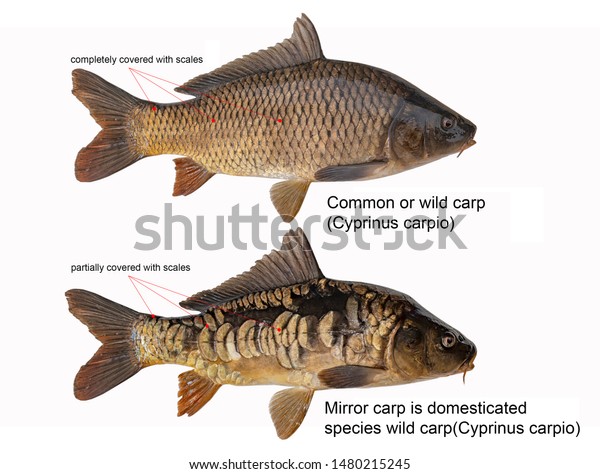 Differences Between Common Carp Mirror Carp Stock Photo 1480215245 ...