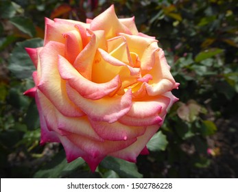Different Colored Roses Fully Bloomed Buds Stock Photo 1502786228 ...