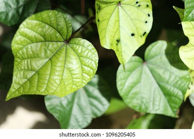 3,821 Bitten leaves Images, Stock Photos & Vectors | Shutterstock