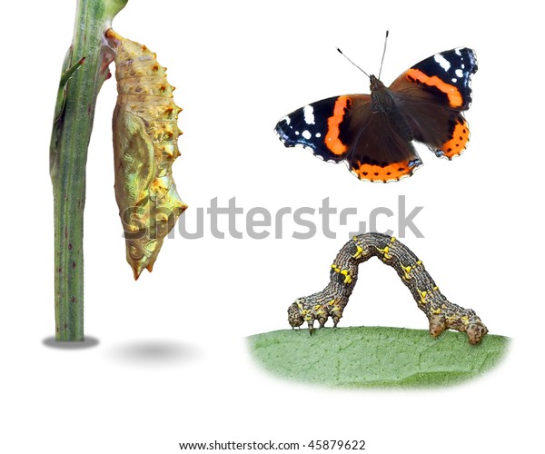 Different Insects Lifeforms Pupa Larva Imago Stock Photo (Edit Now ...
