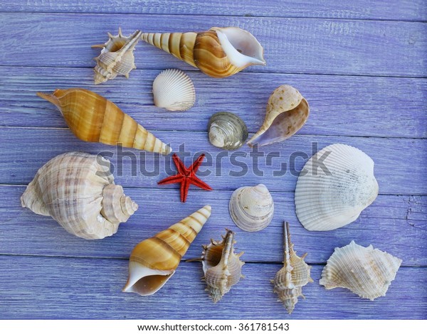 Different Sea Shells Red Sea Star Stock Photo 361781543 | Shutterstock