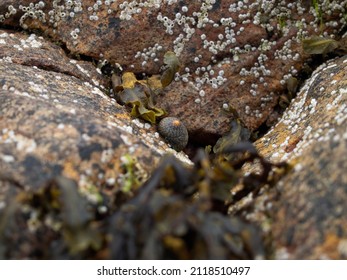 2,583 Attached Shells Images, Stock Photos & Vectors | Shutterstock