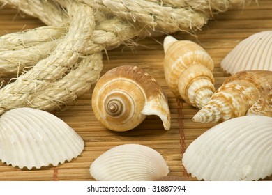 Different Shells Rope Lying On Bast Stock Photo 31887994 | Shutterstock