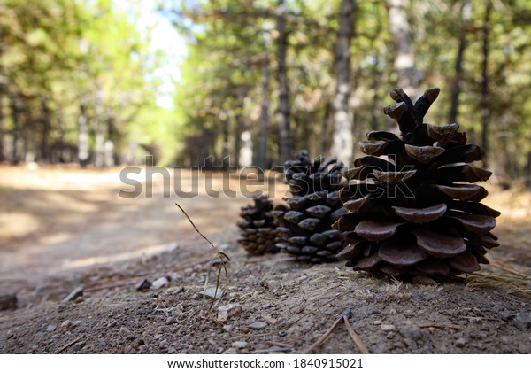 Different Size Cones Standing Side By Stock Photo 1840915021 | Shutterstock