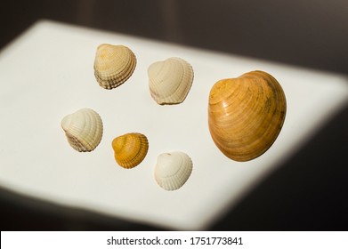 Different Sizes Nice Shells On White Stock Photo 1751773841 | Shutterstock