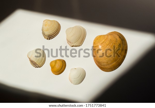 Different Sizes Nice Shells On White Stock Photo 1751773841 | Shutterstock