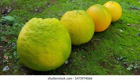 Different Sizes Types Oranges Row Outdoor Stock Photo 1473974066 ...