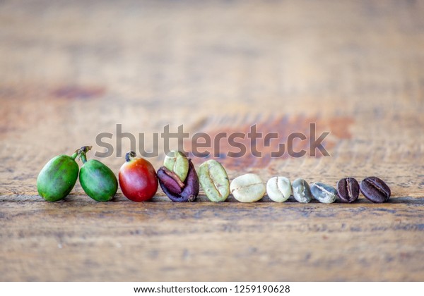 Different Stages Coffee Beans Stock Photo (Edit Now) 1259190628