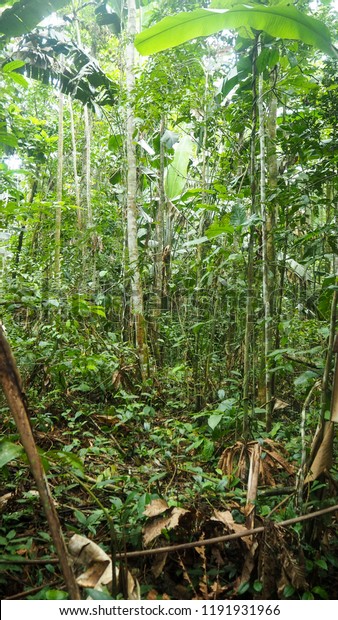 Different Trees Plants Amazon Rainforest Colombia 스톡 사진(지금 편집) 1191931966