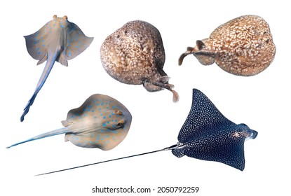 Different Type Stingrays Isolated On White Stock Photo 2050792259 ...