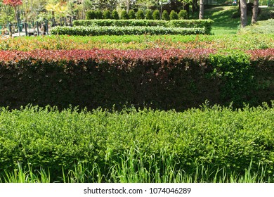 Different Types Hedges Stock Photo 1074046289 | Shutterstock