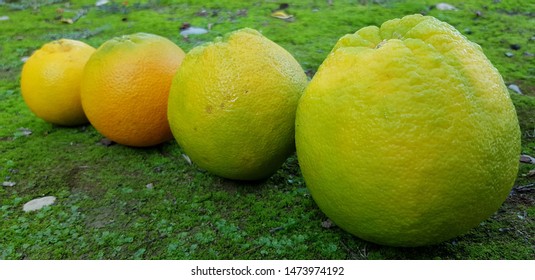 Different Sizes Types Oranges Row Outdoor Stock Photo 1473974021 ...