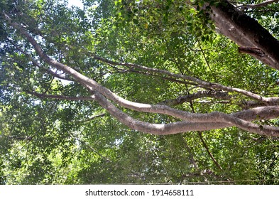 Different Types Tree Branches Stock Photo 1914658111 | Shutterstock