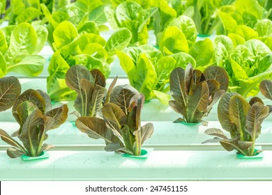 Different Types Vegetable Crops By Planting Stock Photo 247451155 ...