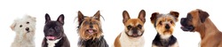 Four differents dogs featuring many, breed, and animal, an Animal Photo ...