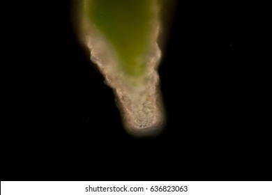 Difflugia Spprotozoa Under Microscope Stock Photo 636823063 | Shutterstock
