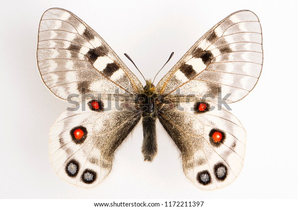 Diffrent Butterly Macros Stock Photo 1172211397 | Shutterstock