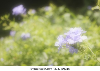 Diffuse Blur Blue Flower Background Stock Photo 2187405315 | Shutterstock