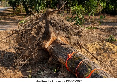 Dig Tree Root Fallen Tree Torn Stock Photo 2125549202 | Shutterstock