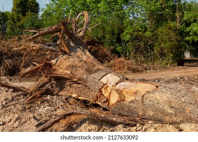 10,786 Digging roots Images, Stock Photos & Vectors | Shutterstock