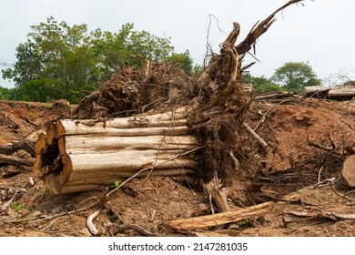 10,786 Digging roots Images, Stock Photos & Vectors | Shutterstock