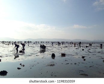 1,704 Korea mud flat Images, Stock Photos & Vectors | Shutterstock