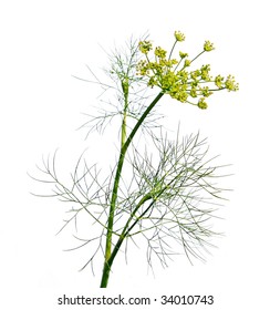 Dill Stock Photo (Edit Now) 34010743