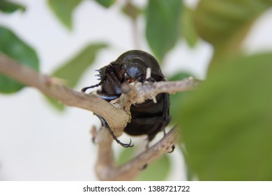 Diloboderus Abderus Beetle Coleoptera Order Stock Photo 1388721722 ...