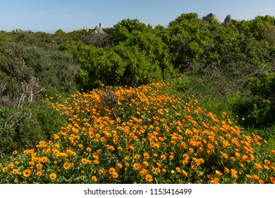 Dimorphotheca Tragus Patch Namaqualand Daisy West Stock Photo ...